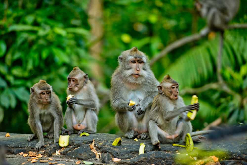 Maymun Ormanı (Sacred Monkey Forest Sancuary) Bali | obilet.com - Blog