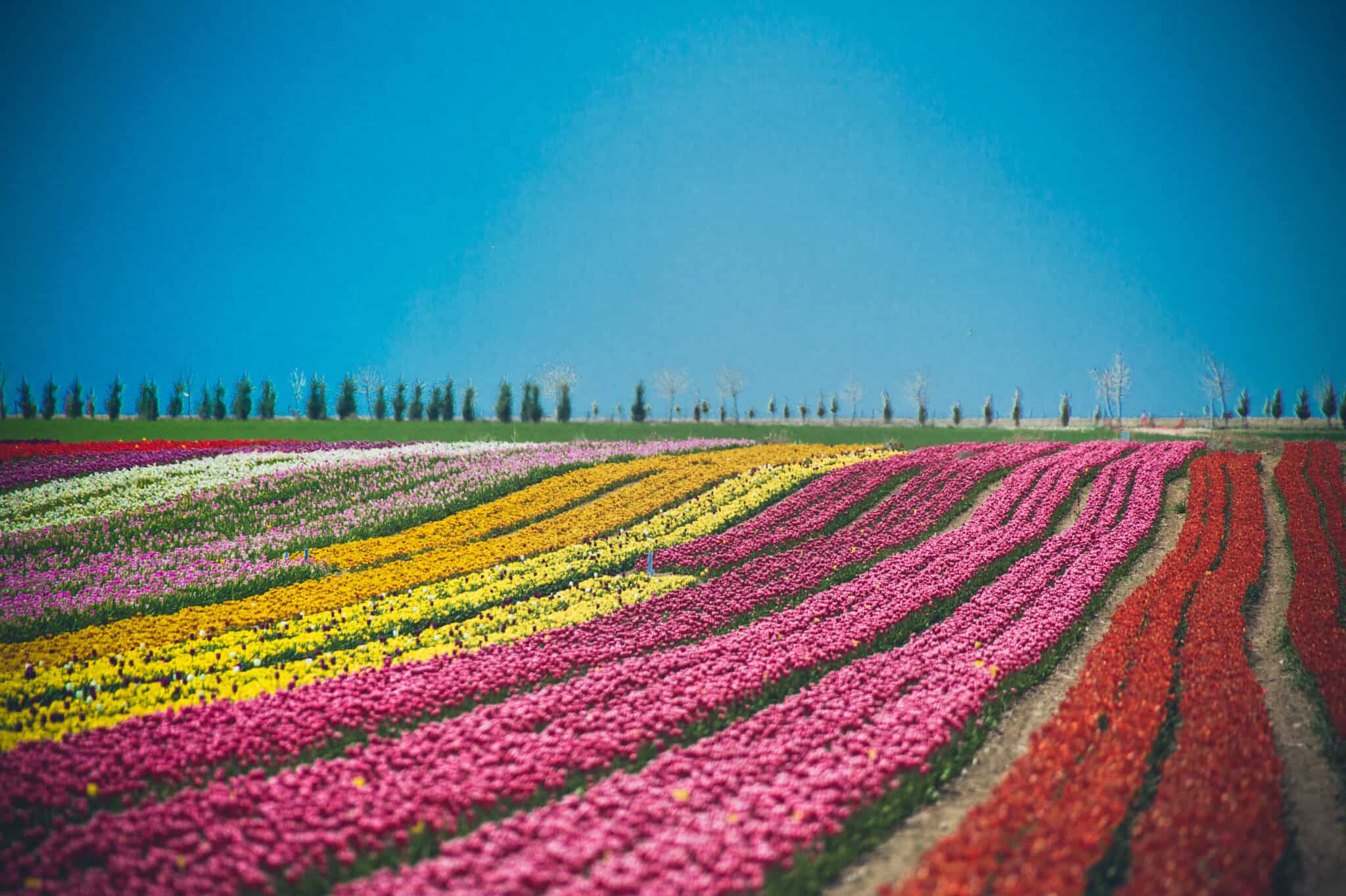 Türkiye’deki Hasat Rotaları | obilet Blog